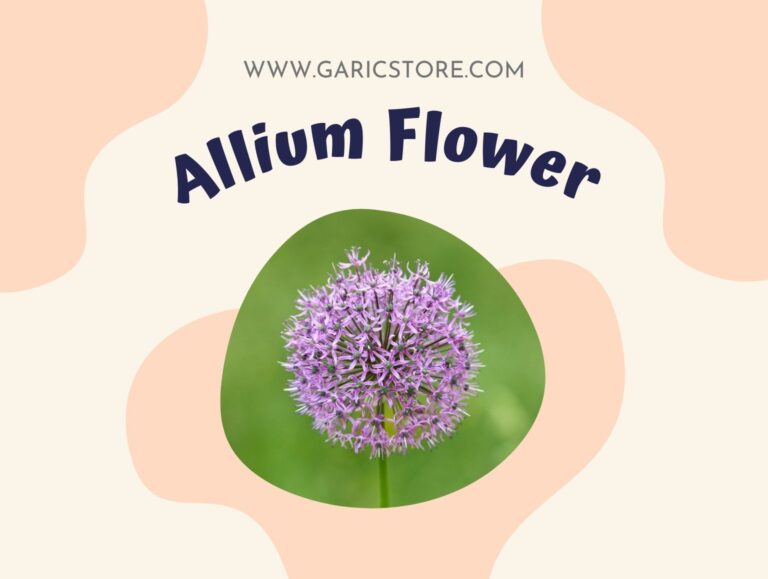 Allium Flower [Everything You Need To know] - Garlic Store