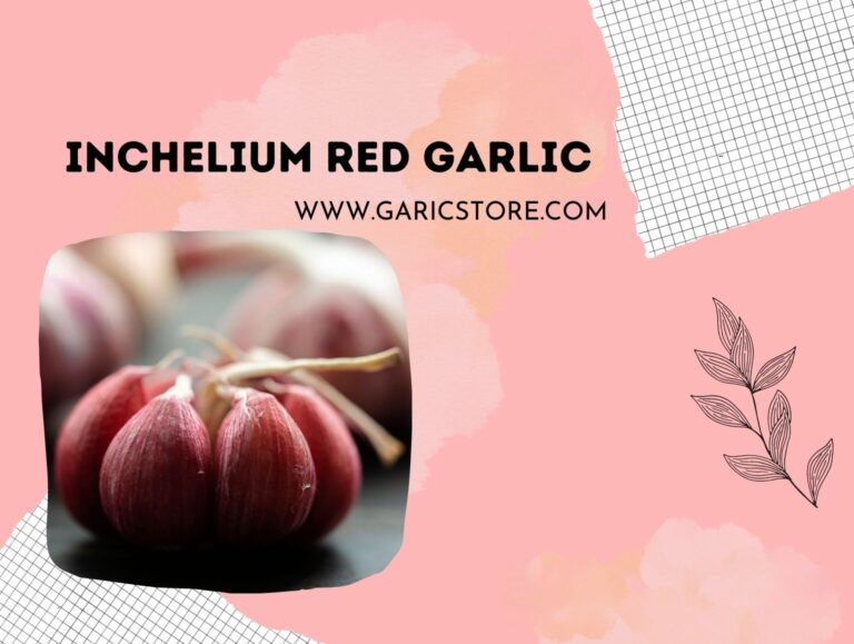 Inchelium Red Garlic [Detailed Explanation] - Garlic Store