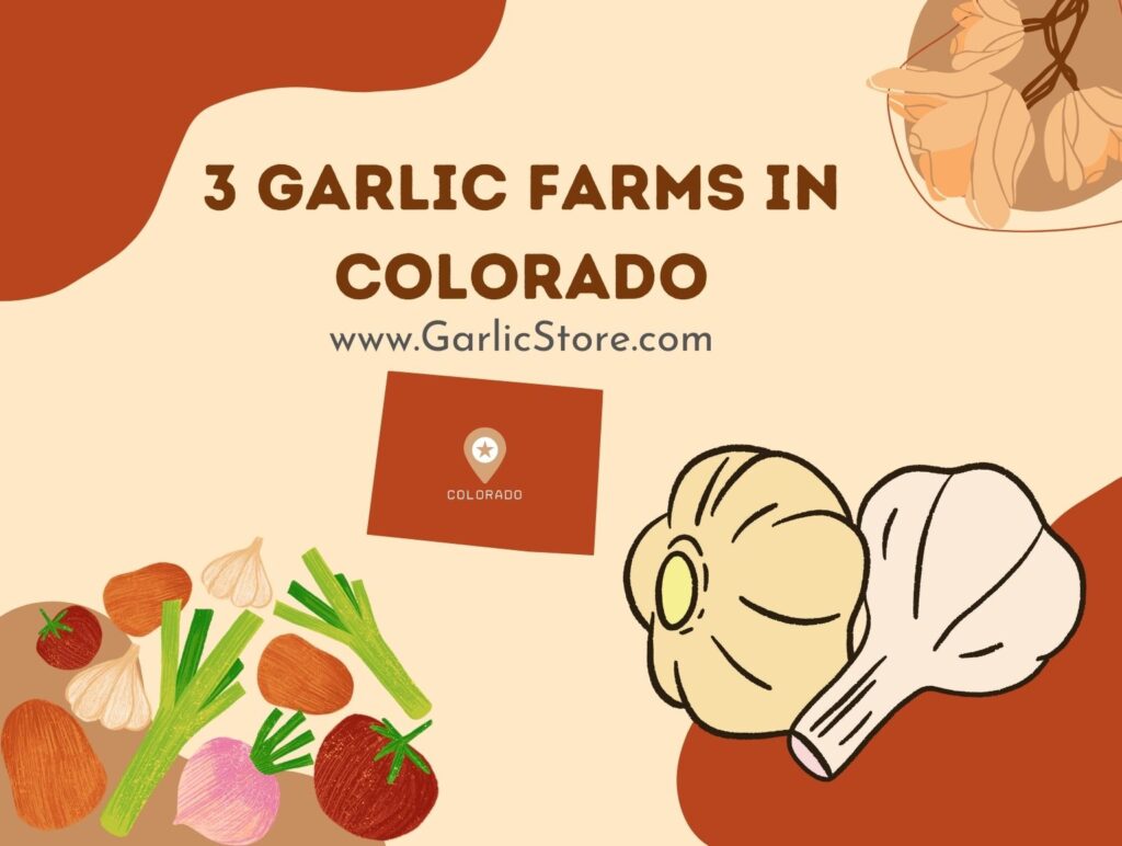 3 Garlic Farms in Colorado - [Safe & Fresh] Garlic Store