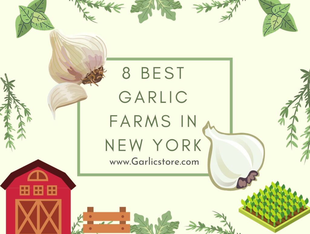 8 Best Garlic Farms in New York (Best Ones) - Garlic Store