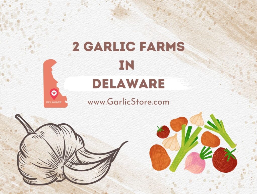 2 Garlic Farms in Delaware - Garlic Store