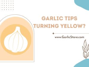 Garlic Tips Turning Yellow? Learn How to Remedy a Problem in Your ...