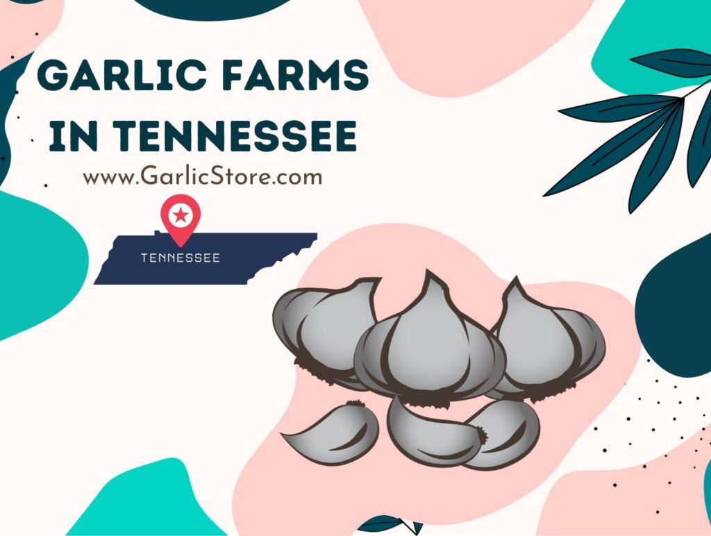 7 Garlic farms in Tennessee - Garlic Store