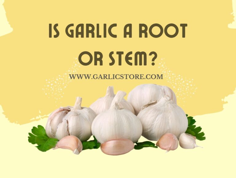 Is Garlic a Root Or Stem? - Garlic Store